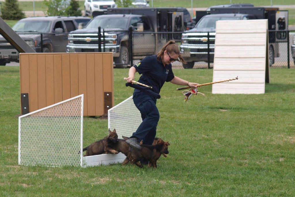 RCMP Heritage Centre | BLOG: Police Dogs and the Force Today