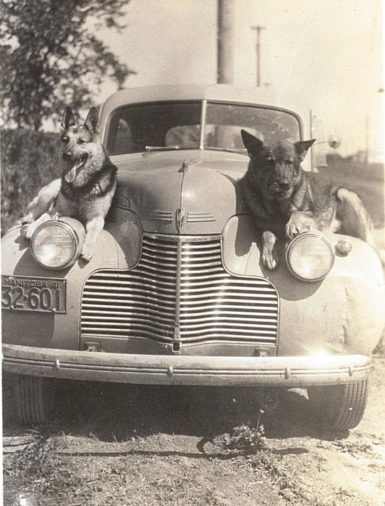 RCMP Heritage Centre | BLOG: Dogs have played many roles throughout the ...