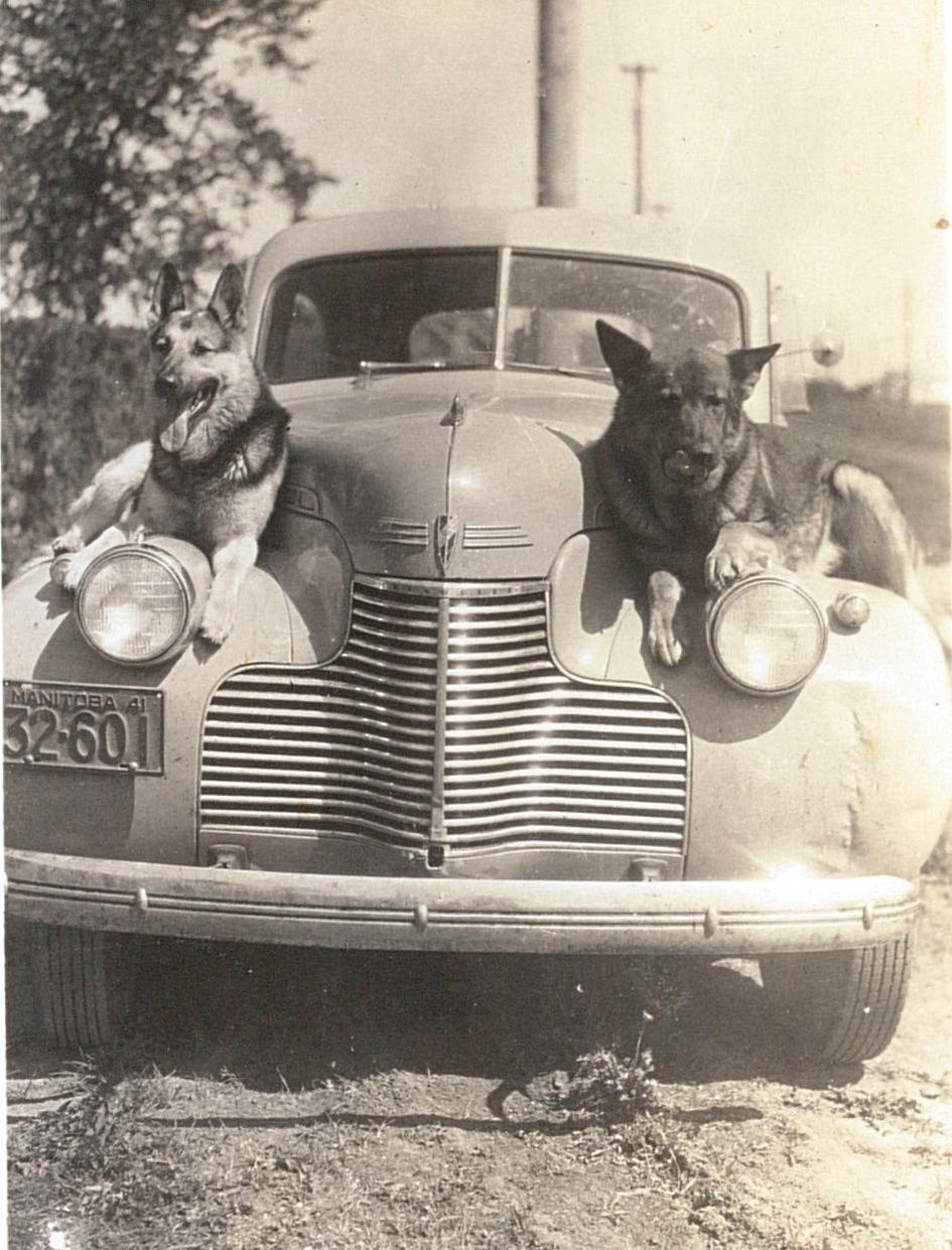 RCMP Heritage Centre | BLOG: Dogs have played many roles throughout the ...