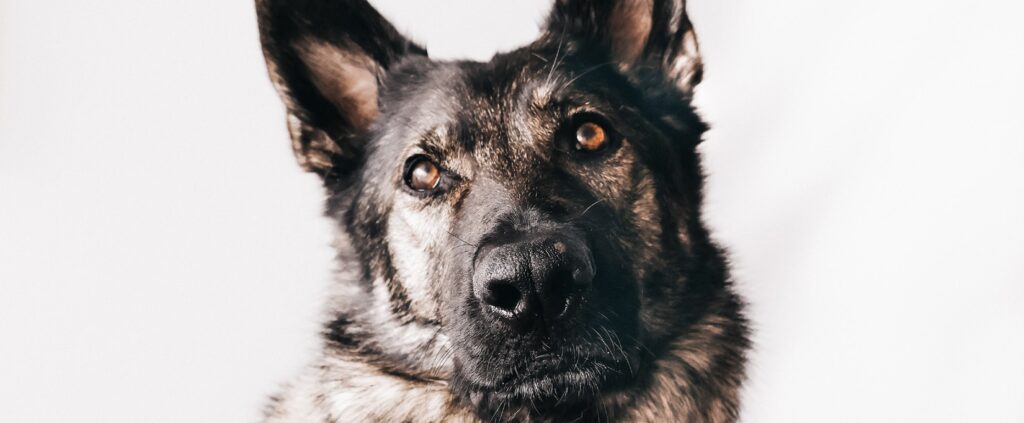 RCMP Heritage Centre | PDS Pups (Grades 4 to 8)